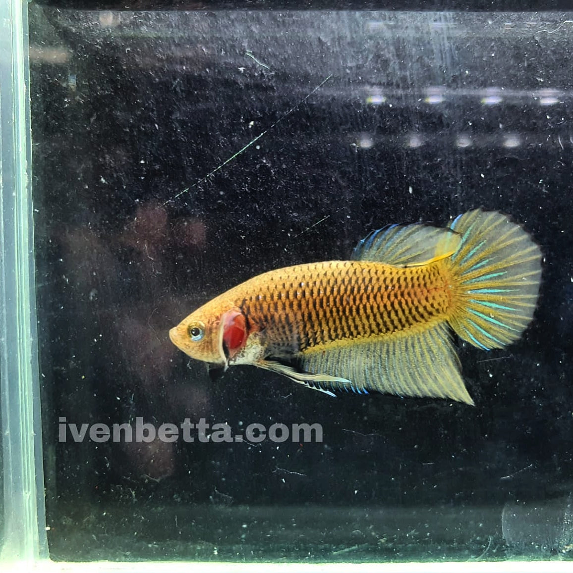 Betta Splendens – ivenbetta