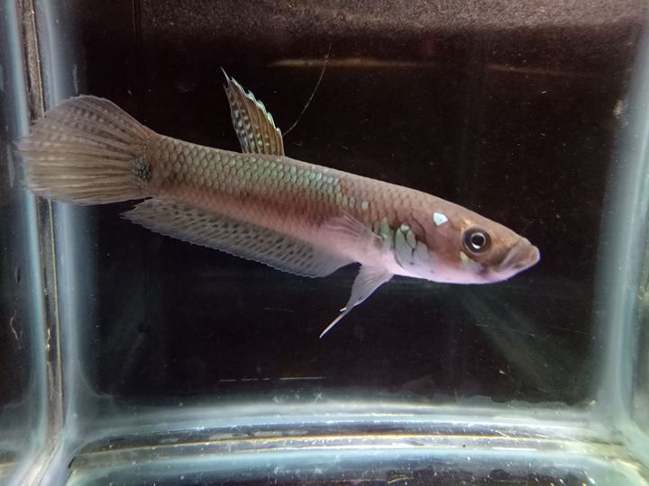 Betta Ocellata – ivenbetta