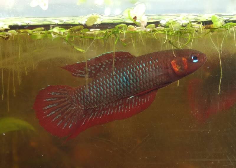 Betta Uberis (Pair) – ivenbetta