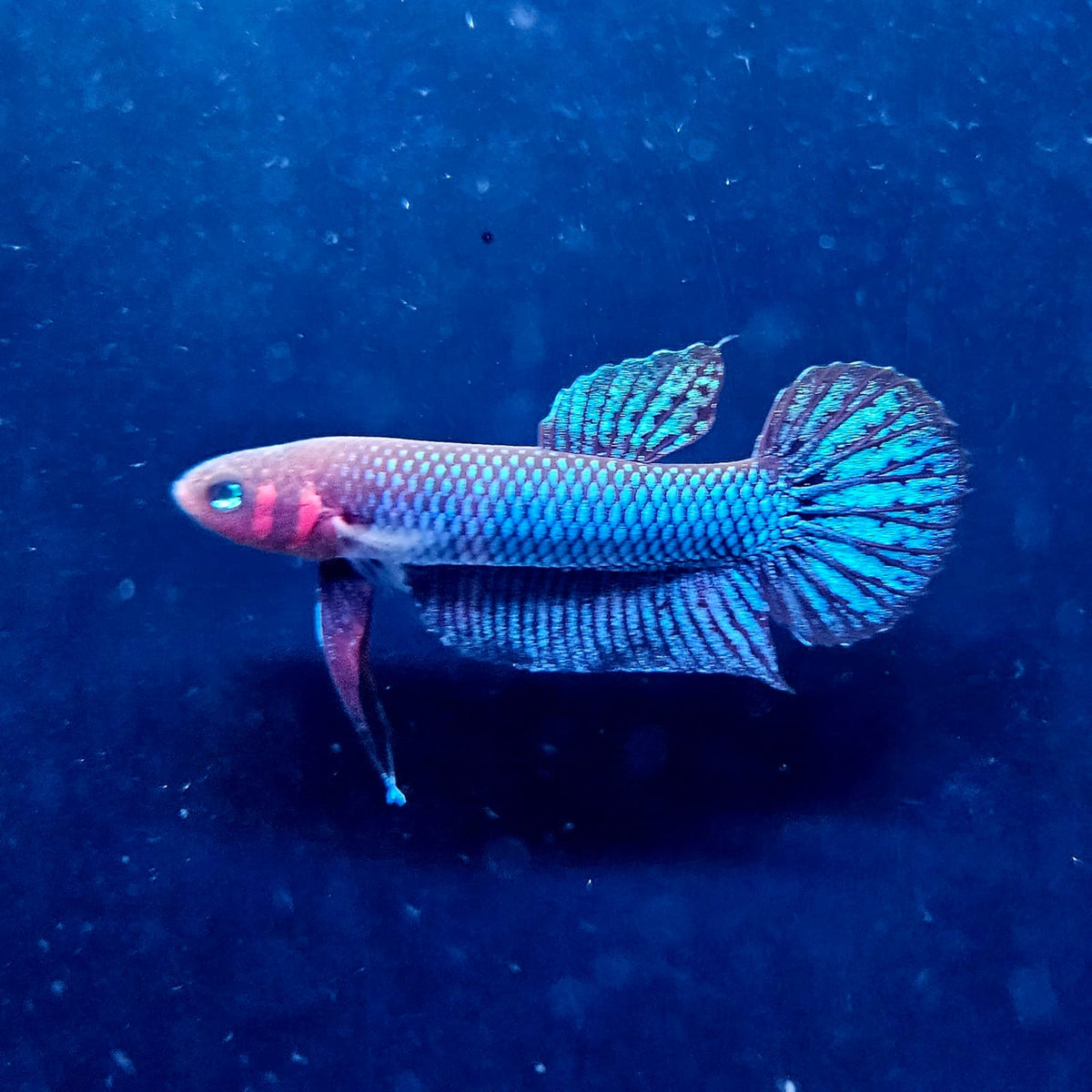Betta Hendra – ivenbetta