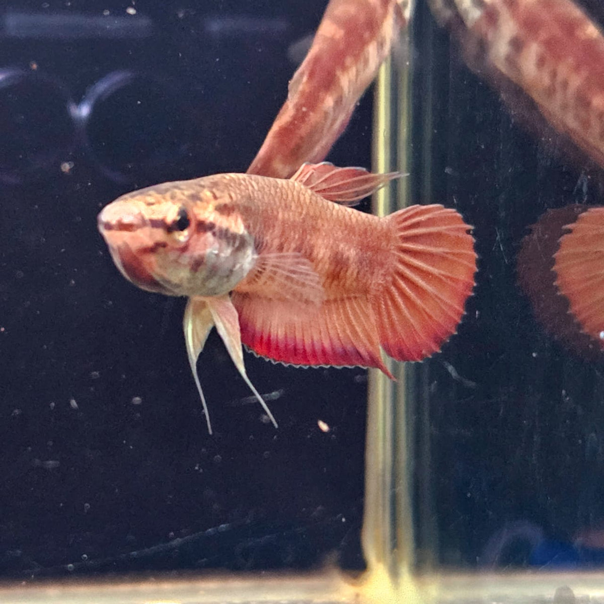 Betta Falx – ivenbetta