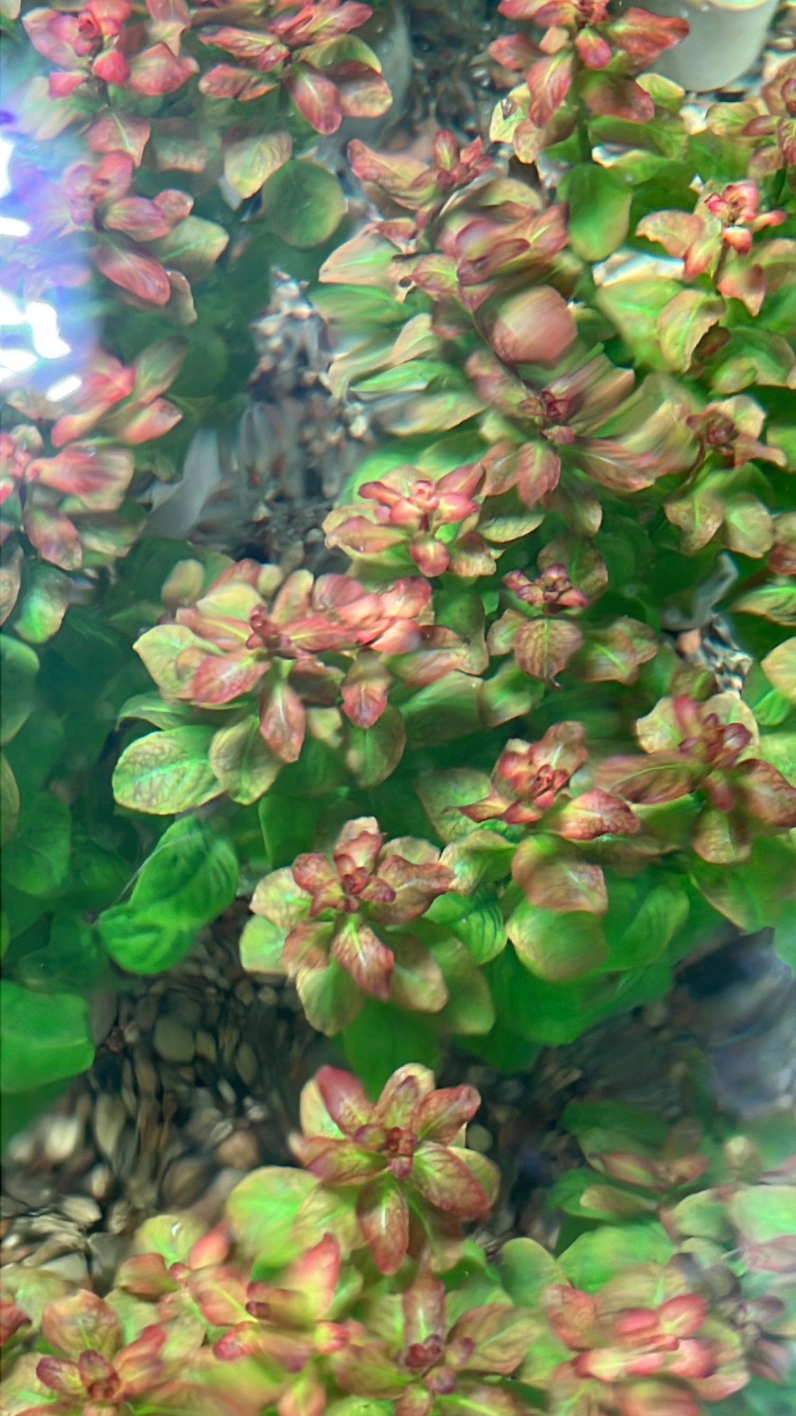 Ludwigia Senegalensis