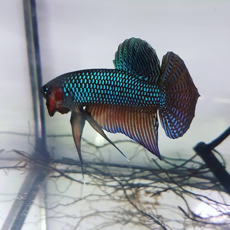 Betta Smaragdina – ivenbetta