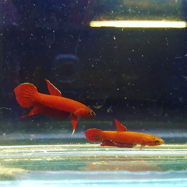 Betta sp. Api Api (Pair) – ivenbetta