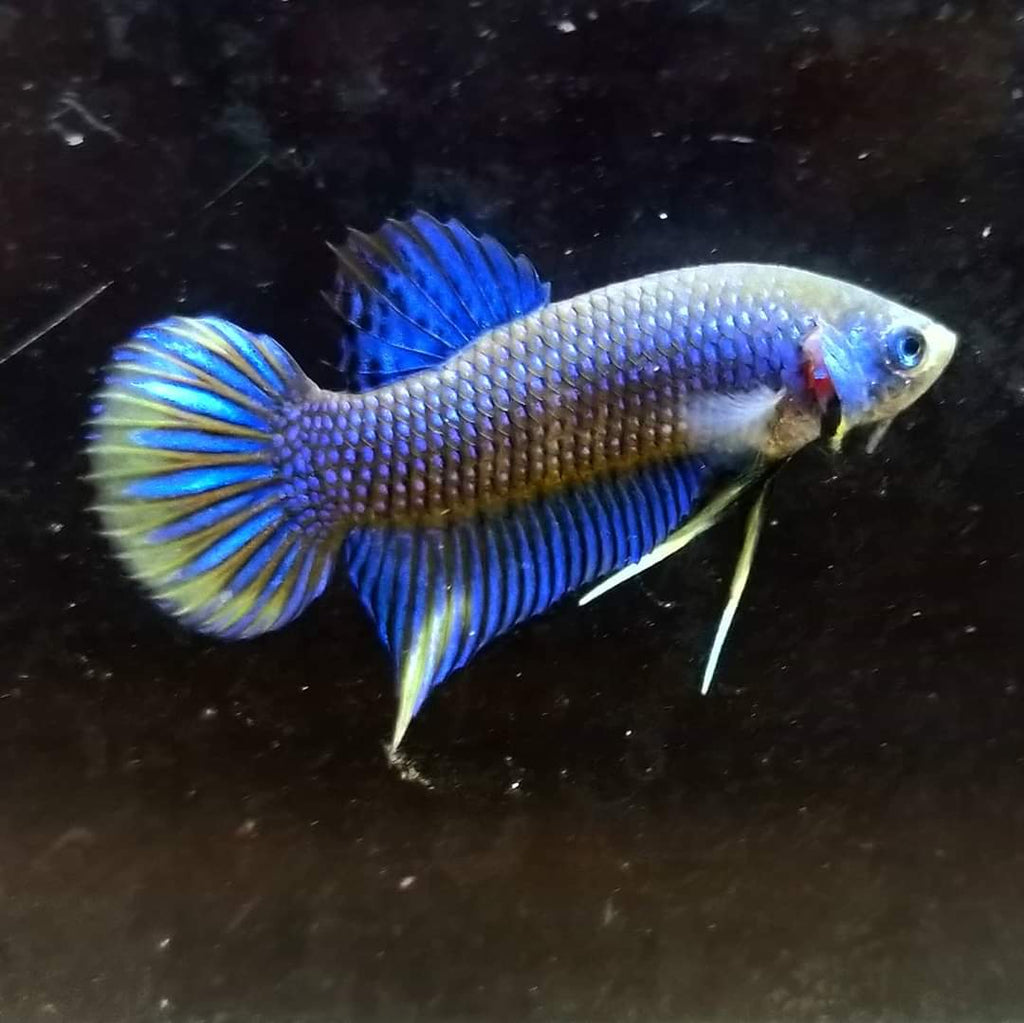 Betta Imbellis – ivenbetta
