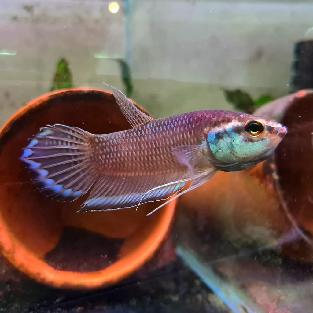 Betta Enisae – ivenbetta