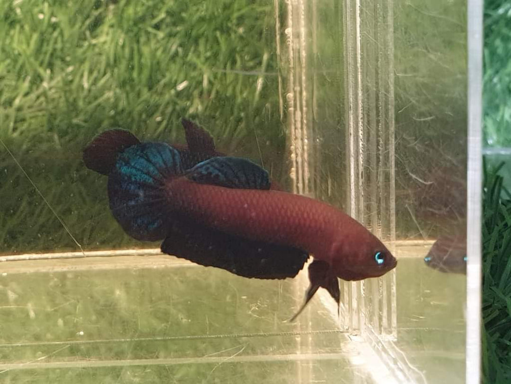 Betta Persephone – ivenbetta