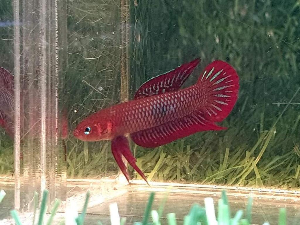 Betta Uberis – ivenbetta