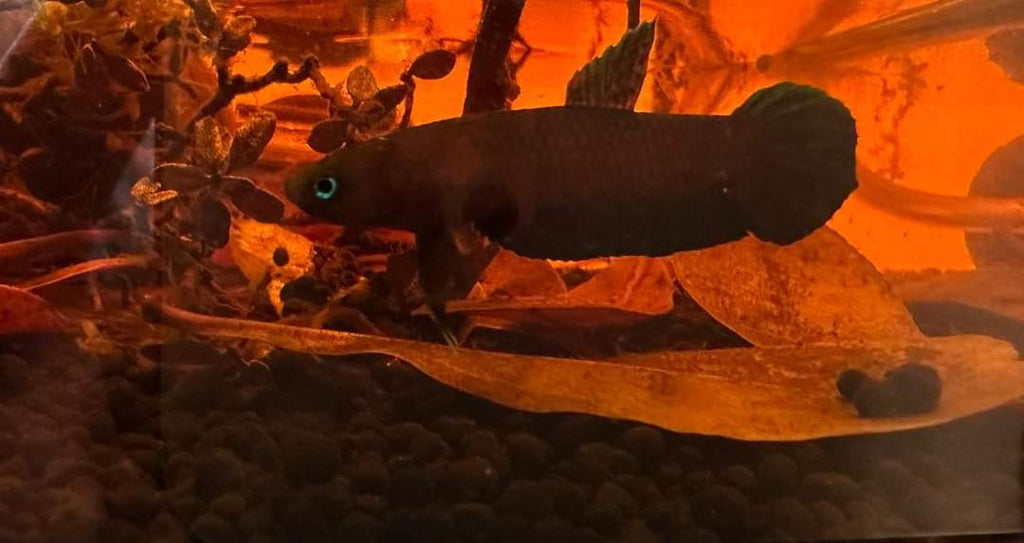 Betta Persephone (Pair) – ivenbetta