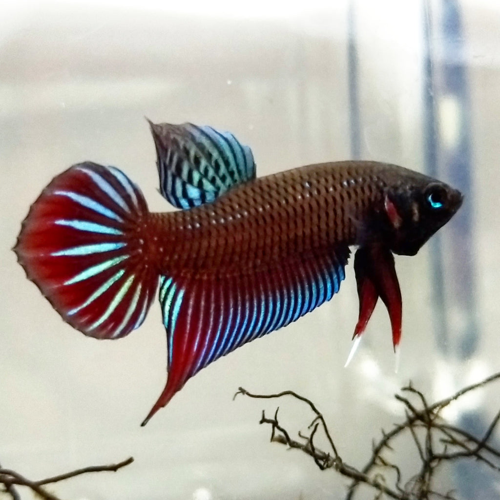 Betta Splendens – ivenbetta