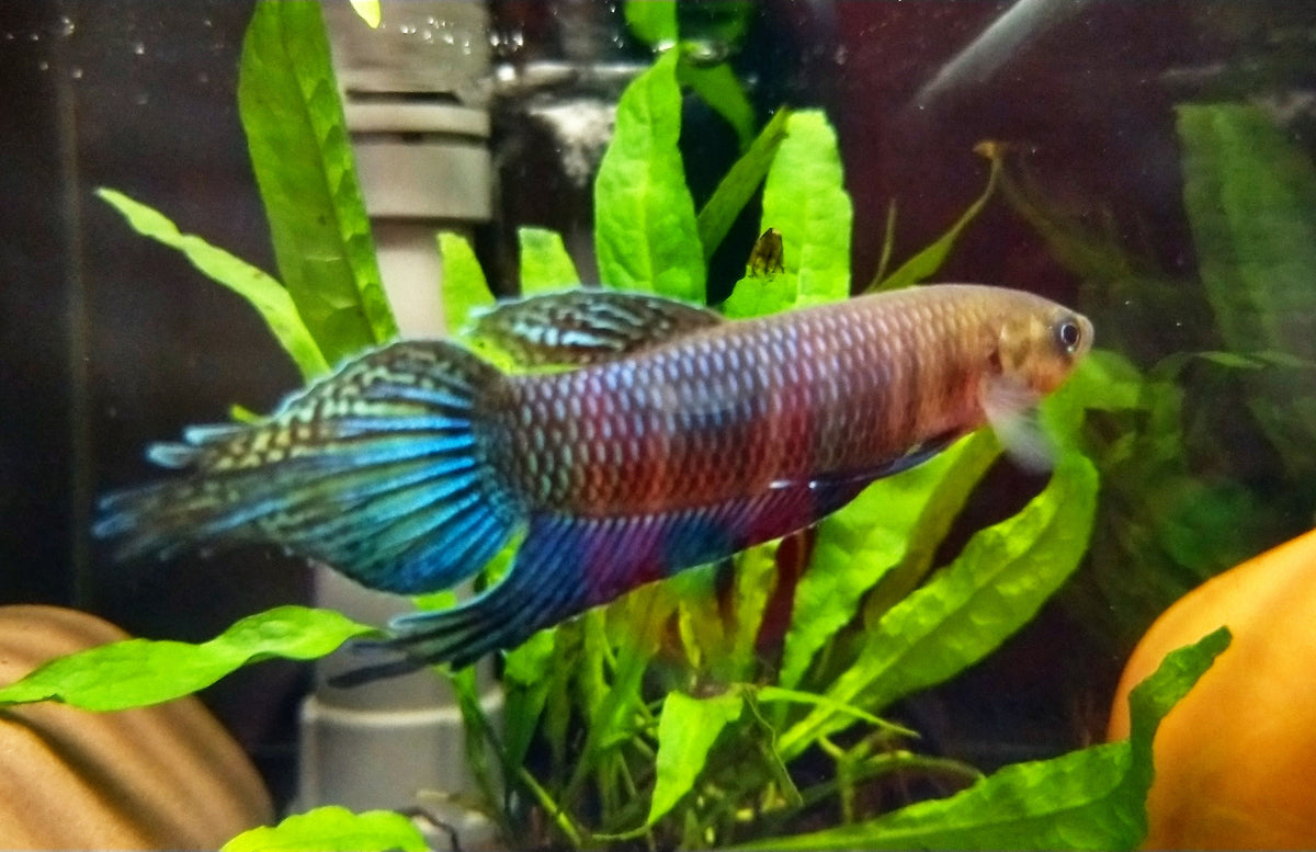 Betta Simorum – ivenbetta