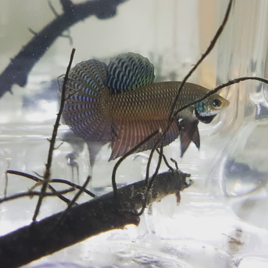 Betta Smaragdina – ivenbetta