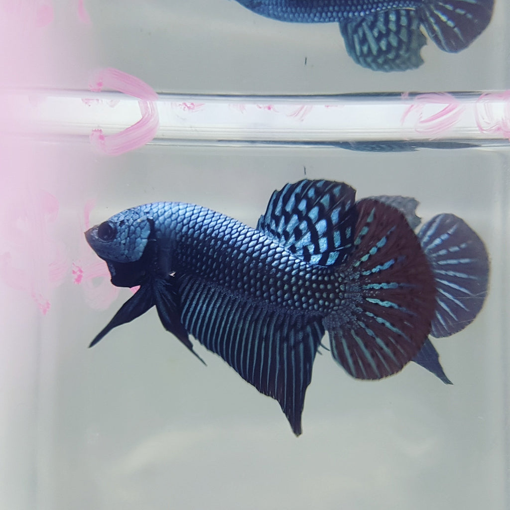 Betta var. 'Alien' – ivenbetta