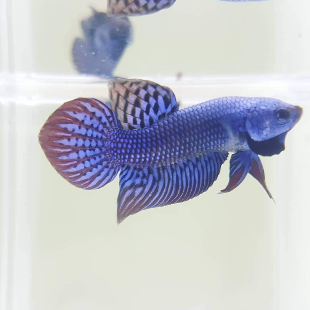 Betta var. 'Alien' – ivenbetta