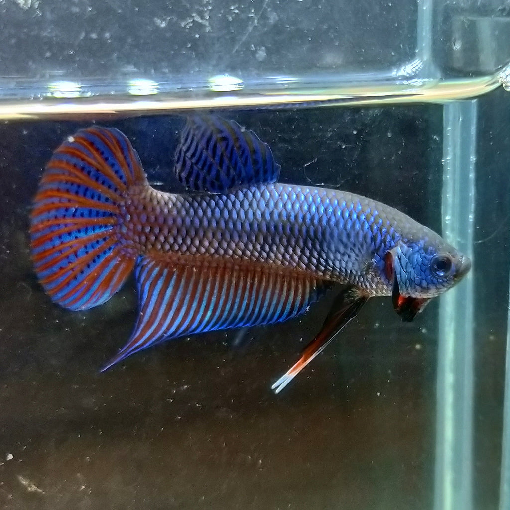 Betta Smaragdina – ivenbetta