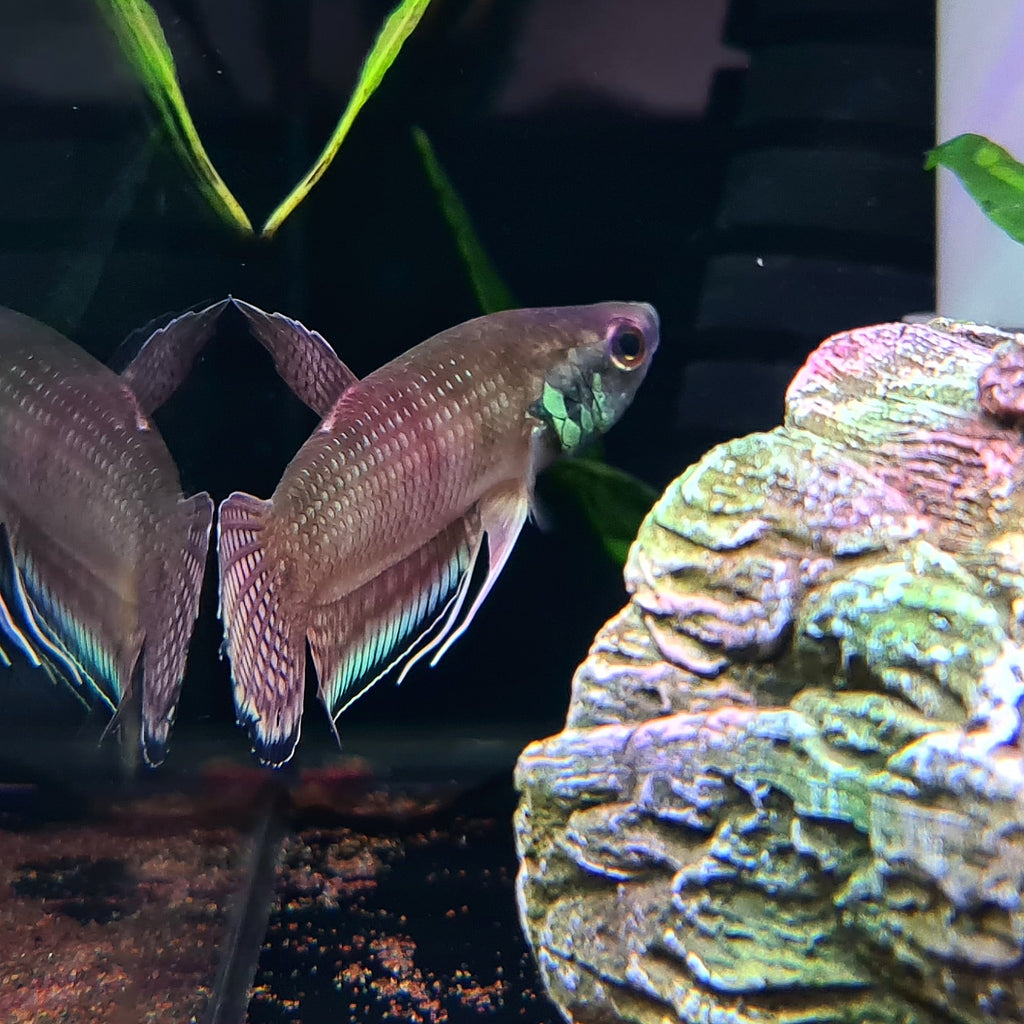 Betta Enisae – ivenbetta
