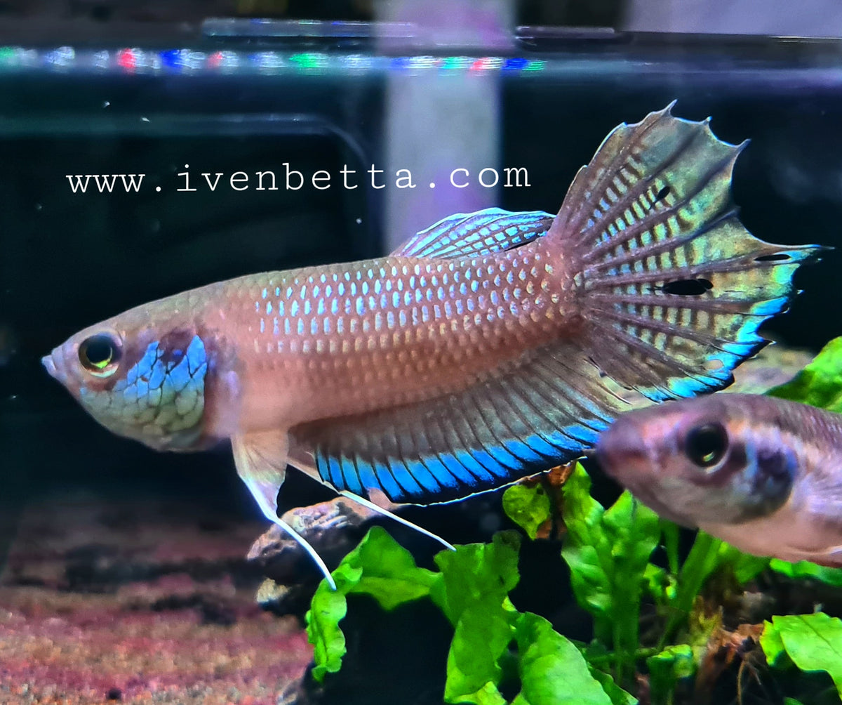 Betta Enisae – ivenbetta