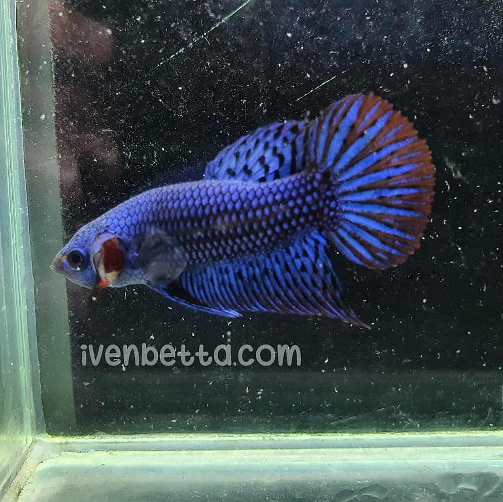 Betta var. 'Alien' – ivenbetta