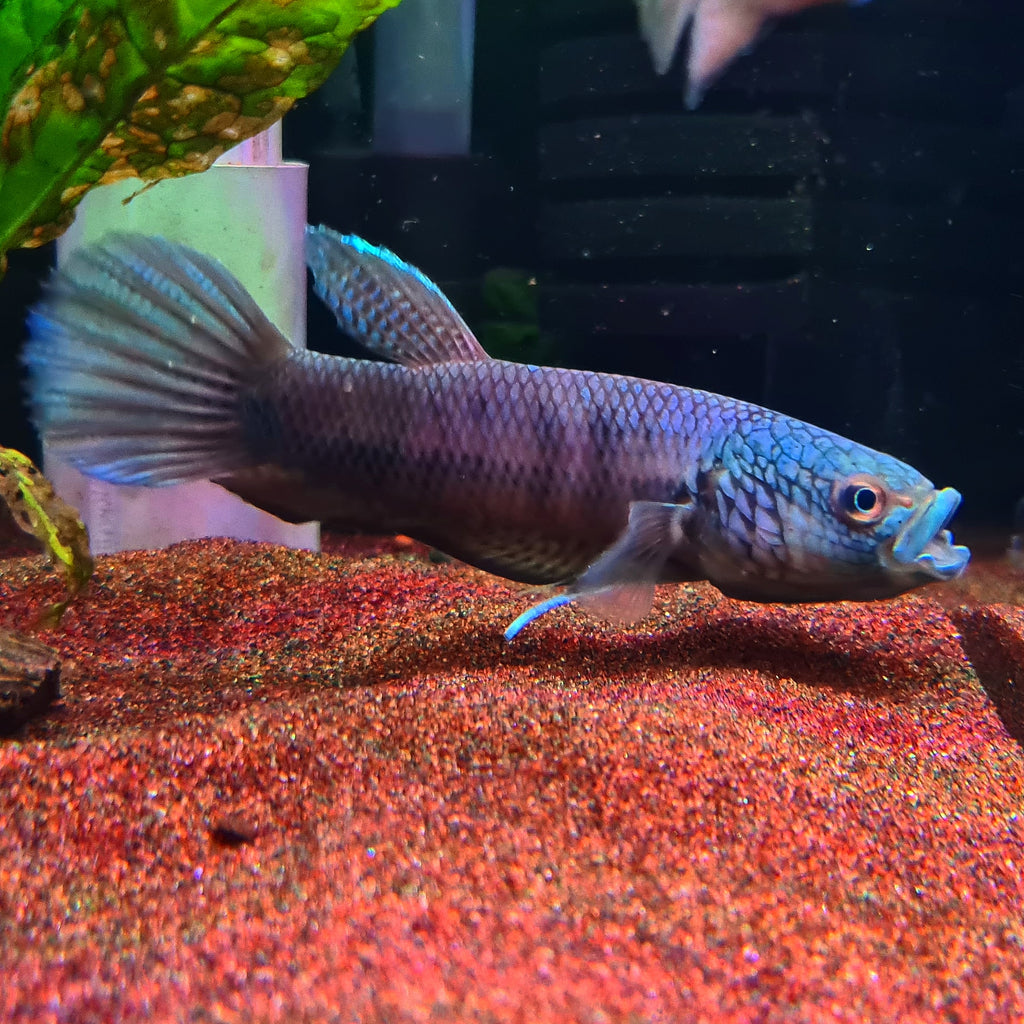 Betta sp. Antuta (Pair) – ivenbetta